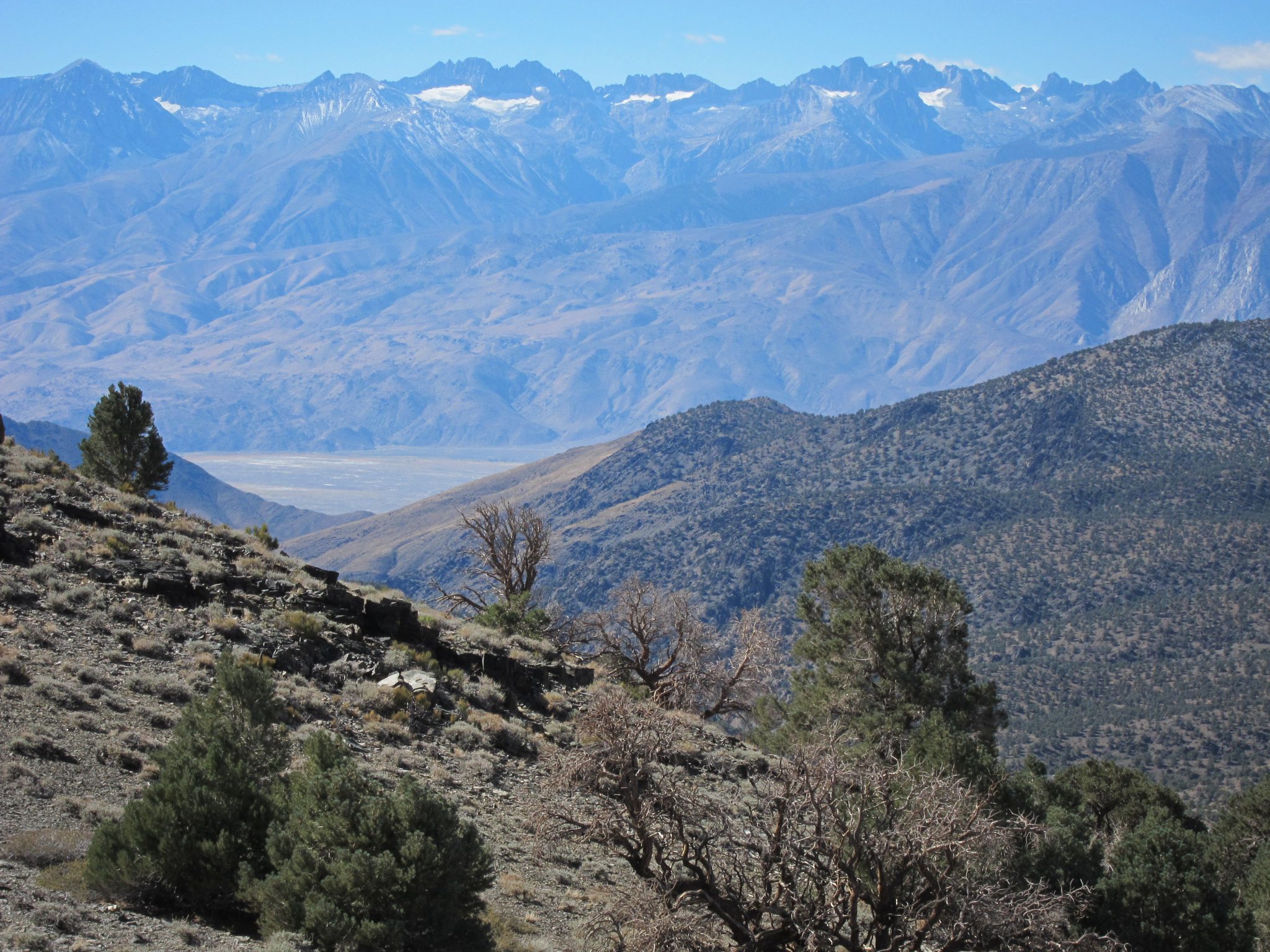 Pasaulē vecākās priedes, skorpioni, koijoti un melnās atraitnes ...